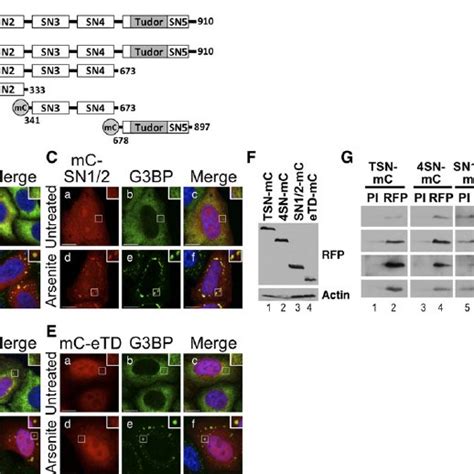 Stress Granules Are Induced By Polyic A Hela Cells Were
