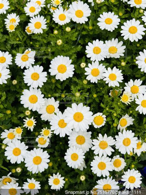 白い花たちの写真・画像素材 Snapmart（スナップマート）