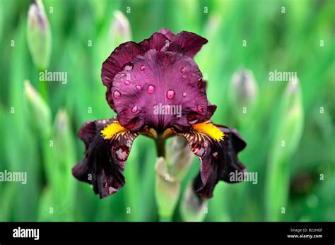 Iris Germanica Iris Langport Flame German Iris Aka Blue Flag