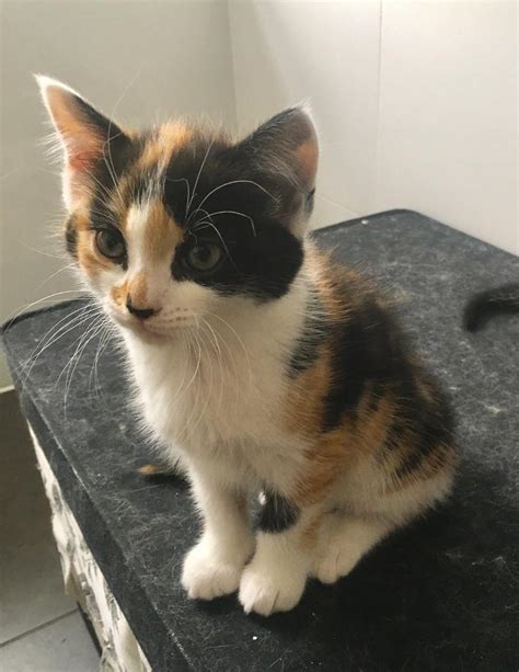 Beautiful Tortoiseshell Kitten In Wimbledon London Gumtree
