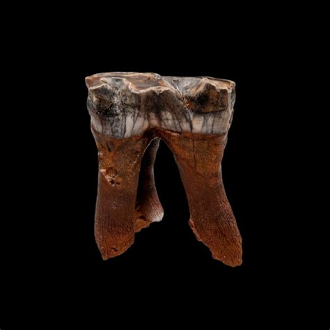 Juvenile Woolly Rhino Tooth Siberia