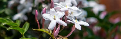How To Grow And Care For Jasmine In 5 Easy Steps Scotts Australia