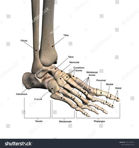 Xiphoid Process Pain Xiphoidalgia The Ultimate Guide