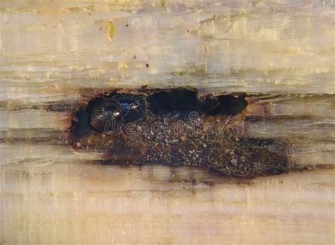 Black Twig Borer Xylosandrus Compactus Stock Image Image Of Nature