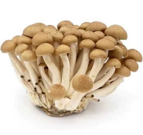 Fresh Shimeji Mushroom Cendawan Shimeji 香菇 Brown Shimeji Mushroom