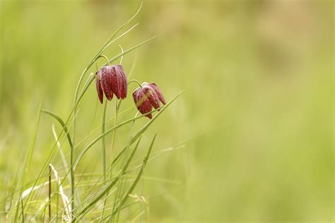 Grasses Flower Nature Chess Free Photo On Pixabay Pixabay