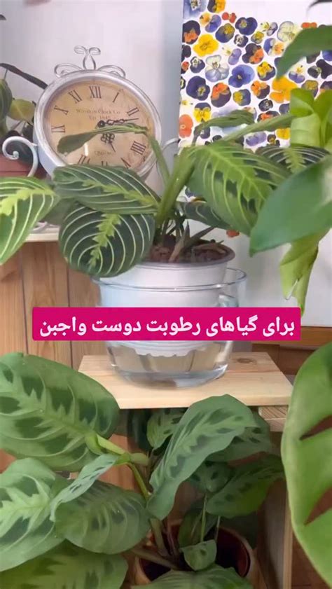 ‎🌵کاکتوس اکباتانگل گیاه گلدان خاک کود اموزش گیاهان🌵‎ ‎🪴 گیاهان رطوبت دوست 🪴 مارانتا
