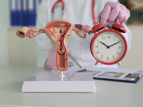 Medical Professional Examines Anatomical Model Of Female Reproductive System With Clock Stock
