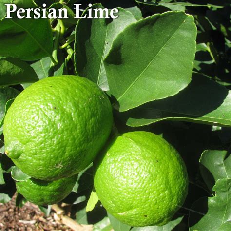 Product Spotlight Lime Amrita Aromatherapy Amrita Aromatherapy