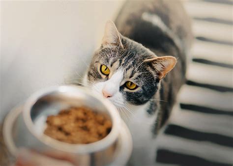 How Much Should You Feed Your Cat