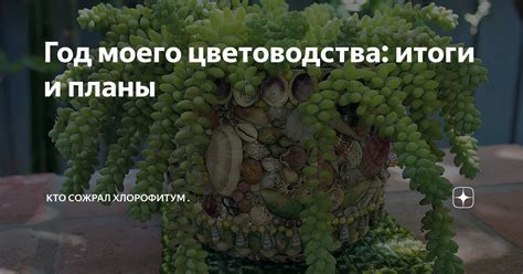 Год моего цветоводства итоги и планы Кто сожрал хлорофитум Дзен