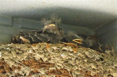ツバメ雛は5羽育っています。生後12日目と13日目の様子。 大分金太郎の花鳥蝶月 楽天ブログ