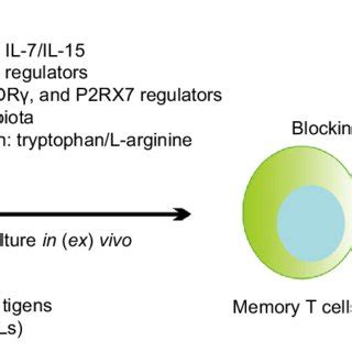 Three Models Of Memory T Cell Formation A Memory T Cells Download Scientific Diagram