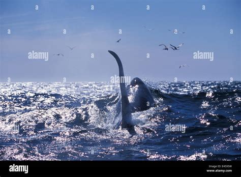 Large Dorsal Fin Of Male Transient Killer Whale Orcinus Orca Monterey