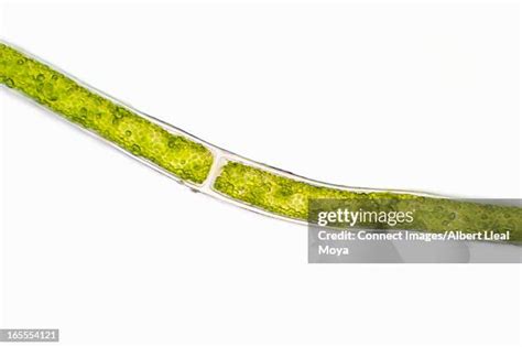 Pyrenoid Photos And Premium High Res Pictures Getty Images