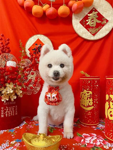 今日介紹店內招財狗🐶 大樂透跟賓果開始加碼啦！ 全家人都一起簽，看能不能中了就不要開店了⋯⋯ 女鵝邊顧店邊玩賓果，突然客人太多 沒簽到下期