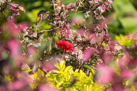 붉은 히 비 스커 스로 사sinensis의 클로즈업 0명에 대한 스톡 사진 및 기타 이미지 0명 꽃 나무 꽃 식물 Istock