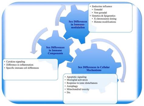 Sex Differences In Neuroinflammation And Neuroprotection After Ischemic Stroke Pmc