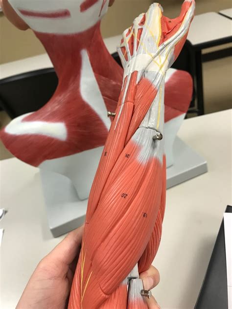 GMC Forearm Muscle Lab Practical Diagram Quizlet