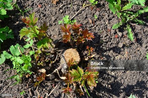 Growing Seedlings Of Cherry Tree With Tree Stump On The Ground Stock