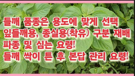 들깨 품종은 용도에 맞게 잎들깨용과 종실용기름 짜는 용 구분 재배들깨 파종 및 심는 요령들깨 싹이 튼 후 본답 관리 요령농사의신 Youtube