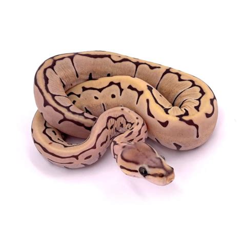 Python Regius Scaleless Pinstripe Python Royal Reptilis
