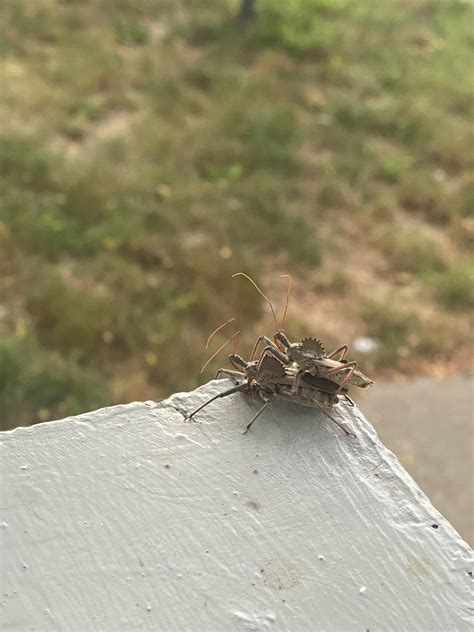 What Are These Tiny Beetles And Why Are They In My House England Uk R Whatsthisbug