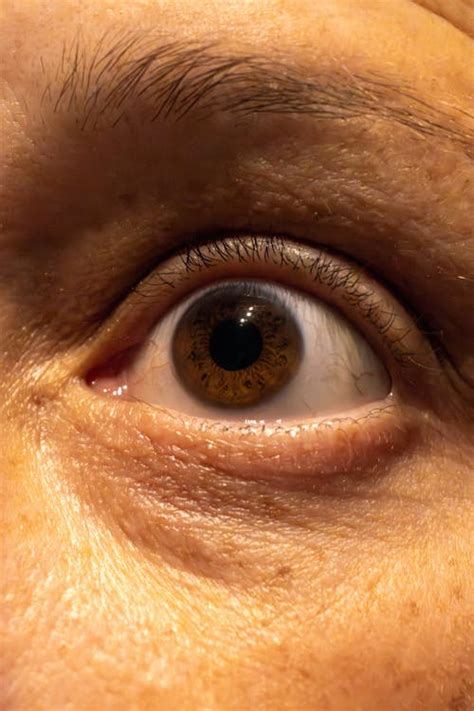 갈색 눈 감정 강렬한 시선 강렬함 경계 깨다 노화된 피부 놀라다 눈 눈 깜빡이지 않다 눈꺼풀 눈썹 눈에 보이는 세부 사항 동공 디테일 망막