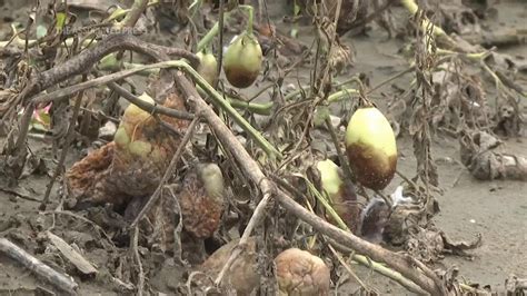Northeast Floods Devastate Struggling Farmers Youtube
