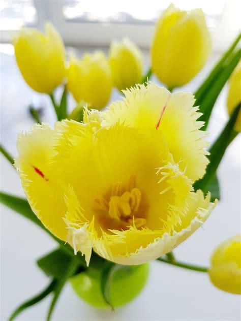 Tulpe Pflanzen Blüte Kostenloses Foto auf Pixabay Pixabay