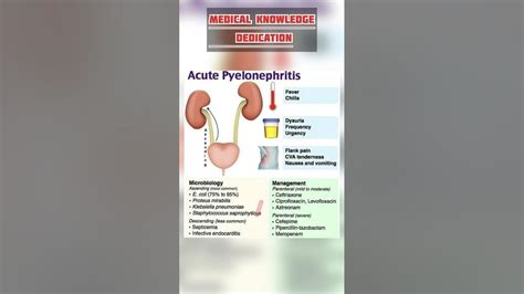 Acute Pyelonephritis Symptoms Acute Pyelonephritis Management Youtube