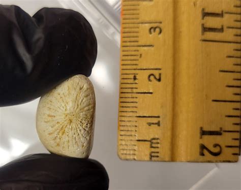 Echinoid Algae Coral Cretaceous Fossil Id The Fossil Forum