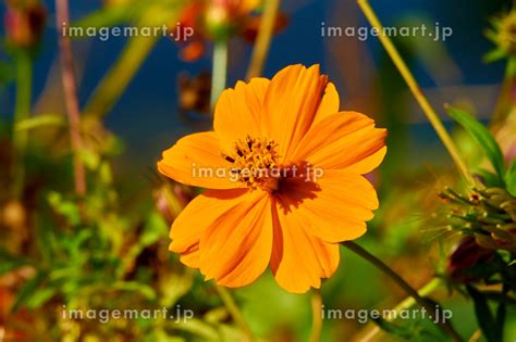 日光を浴びるオレンジ色の花の写真素材 203818332 イメージマート