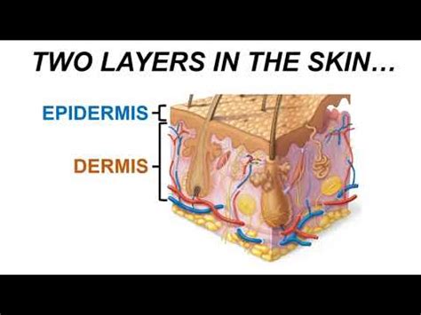 BIO 163 BIO 168 Module 4 Introduction To The Integumentary System