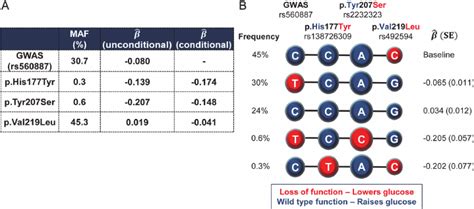 haplotypes of the lead non coding gwas snp rs560887 and the three