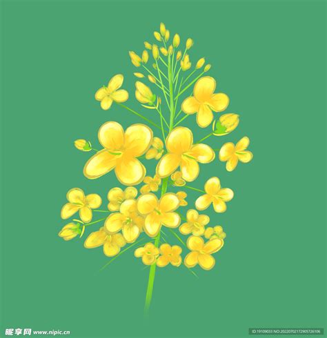 手绘插画油菜花设计图绘画书法文化艺术设计图库昵图网