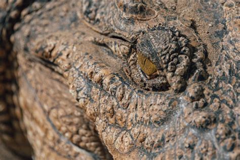 Close Up Of Alligator S Eye Close Up Of A Live Alligator S Eye Stock