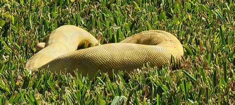 Just Weighed My Male Python And He Came In At 87 Grams That Cant Be Right Rballpython