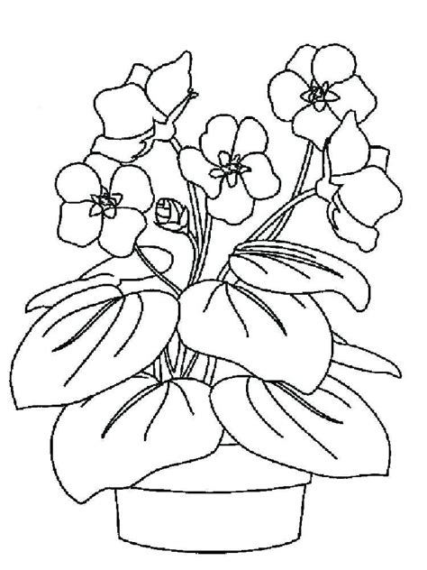 Free Coloring Pages Of Shrubs