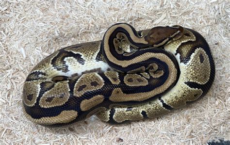 Spector Ball Python