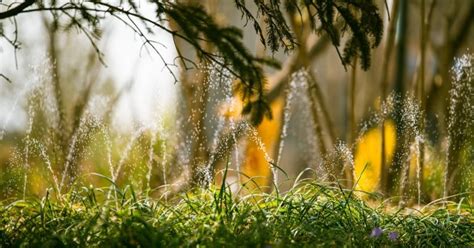 Consejos para un riego eficiente en el jardín