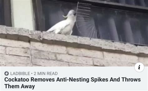 Found On Rmadlads The Bird Pranks Continue And Down With The Spike