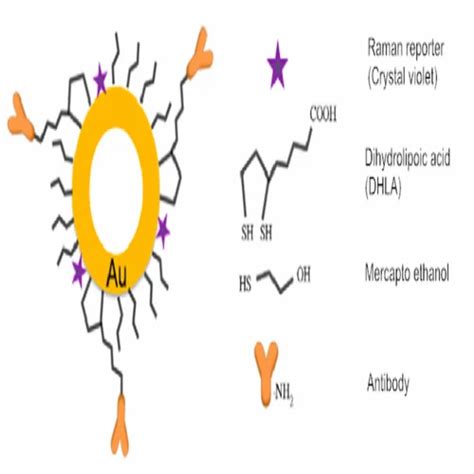 Nanohollowscd Bioparticles At Rs 1000ml Hoodi Bengaluru Id
