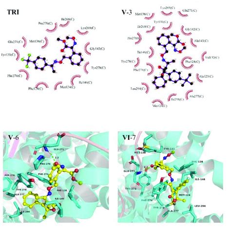 Interaction Of Compounds V 3 V 6 Vi 7 And Tri With Target By