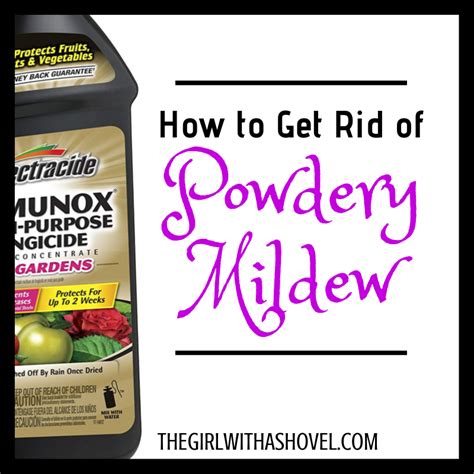 How To Get Rid Of Powdery Mildew The Girl With A Shovel