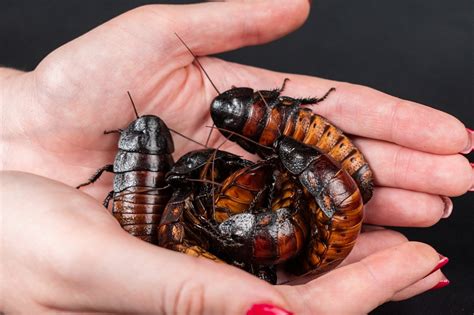 🎖 Cucaracha 5 Trucos Para Mantener Tu Hogar Libre De Plagas