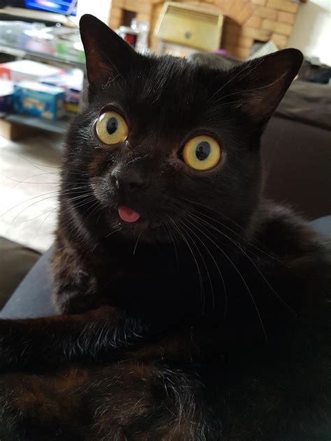 Startled Blep Blepcats