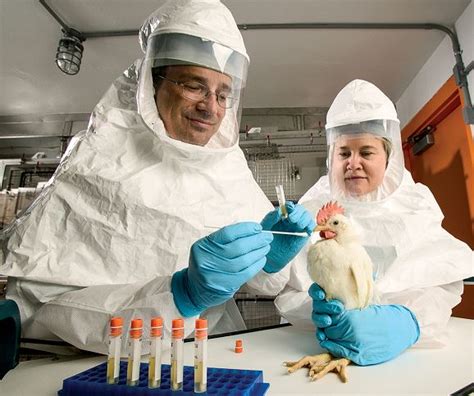 Biosecurity Surveillance Elimination Key In Hpai Control Asian Agribiz