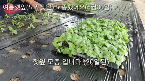 여름깻잎노지깻잎 모종했어요금산깻잎남일깻잎 Youtube