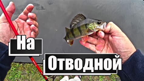 Рыбалка на отводной поводок ловля окуня городском канале Youtube